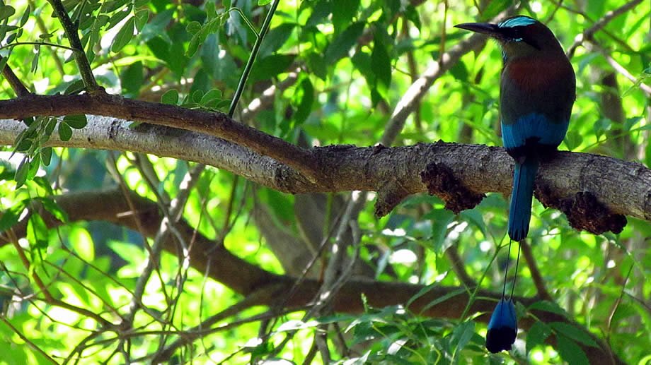 Compadre Guardabarranco : Viva Nicaragua Canal 13