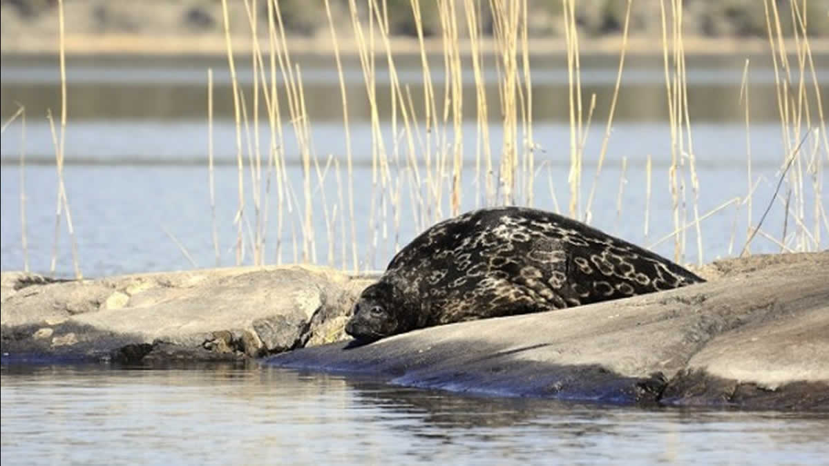 Foca Anillada del Saimaa, la más rara del Mundo : Viva Nicaragua Canal 13