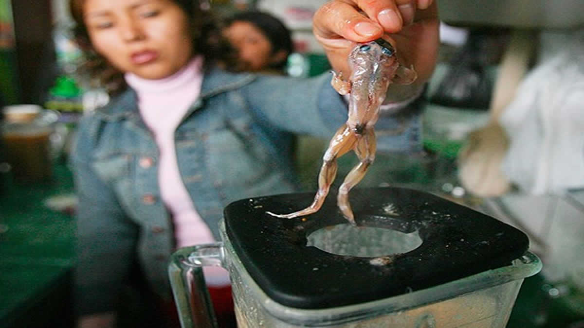 ¿Te animarías a beber este jugo de rana para potenciar la sexualidad ...
