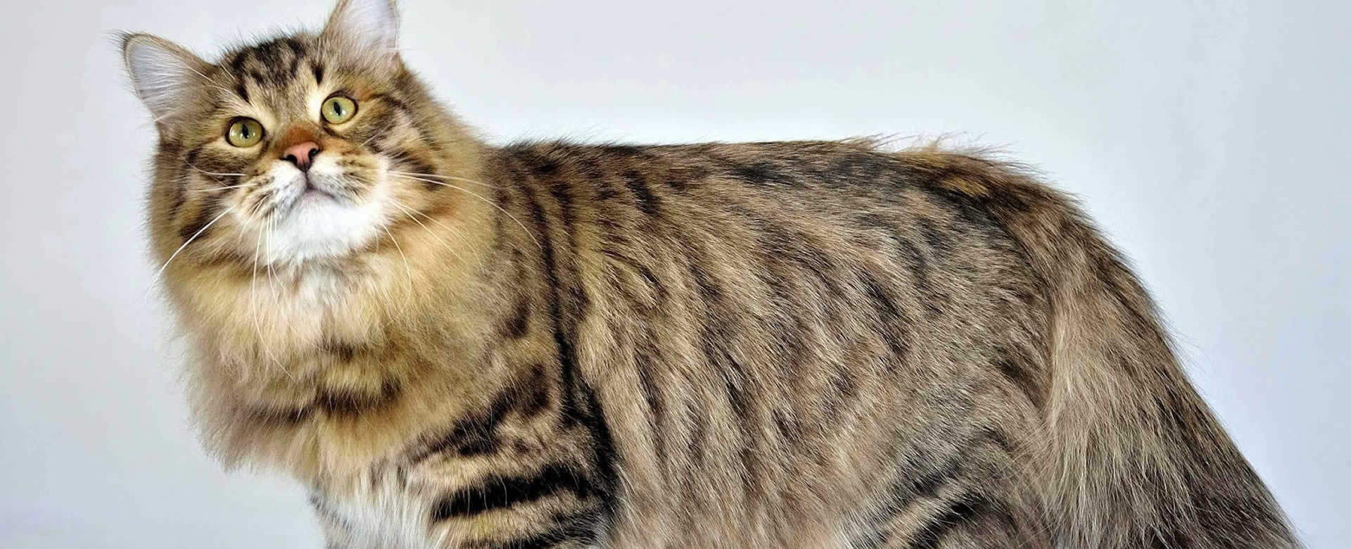 ¿Por qué los gatos tienen la lengua rasposa? - Viva Nicaragua Canal 13