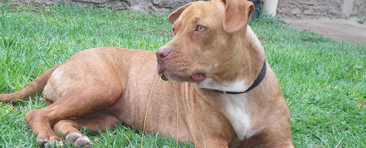 ¿Cuál es la razón por la que los perros no distinguen el color rojo ...