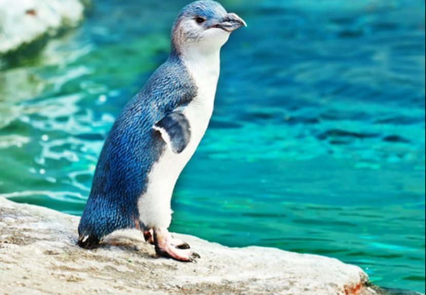 Los Pingüinos machos gorditos son los más atractivos para las hembras ...