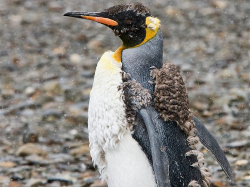Los Pingüinos machos gorditos son los más atractivos para las hembras ...