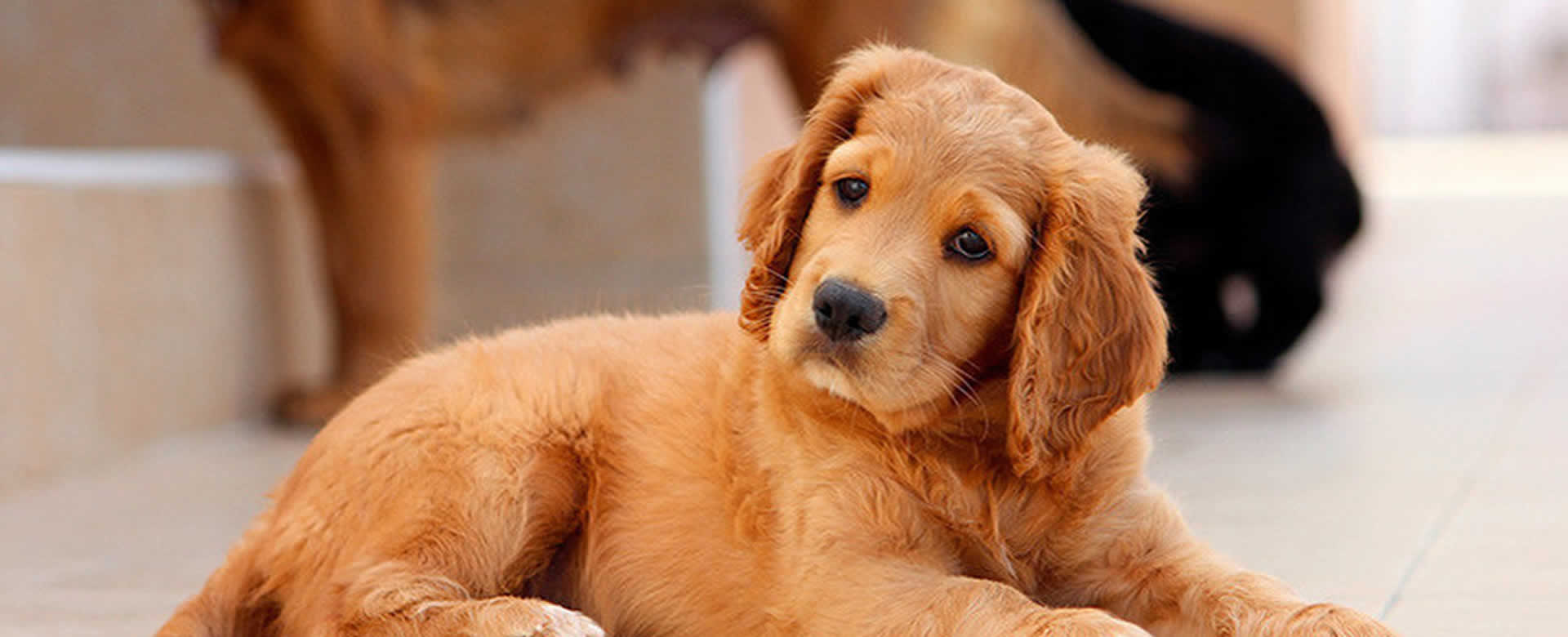 Bob, el perro con mirada de humano causa furor en las redes : Viva ...