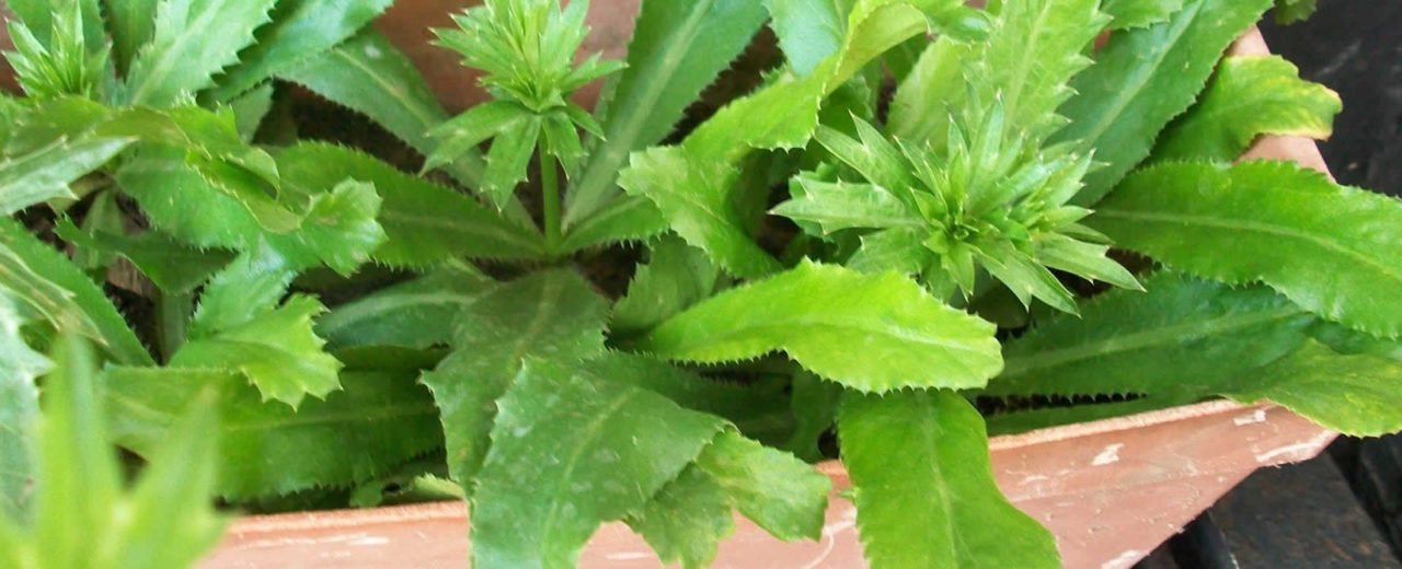 Conoce las propiedades curativas del culantro : Viva Nicaragua Canal 13