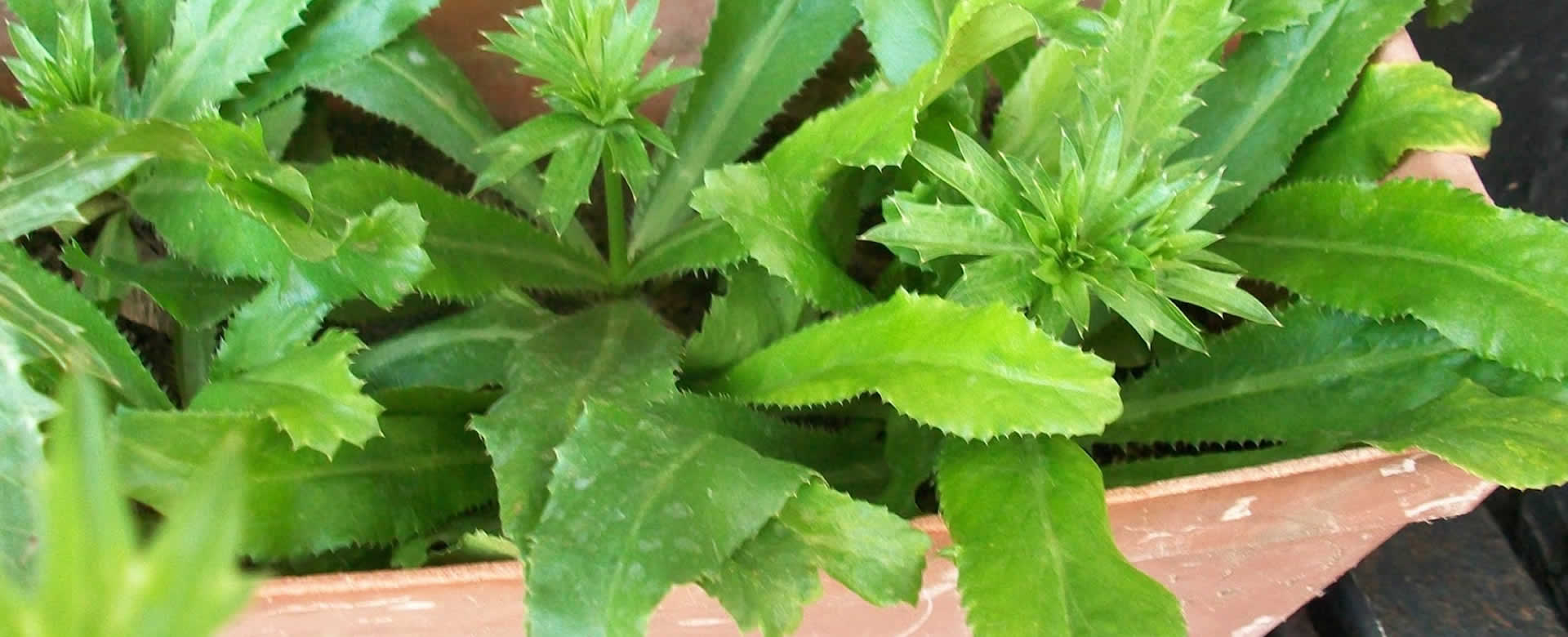 Conoce las propiedades curativas del culantro : Viva Nicaragua Canal 13