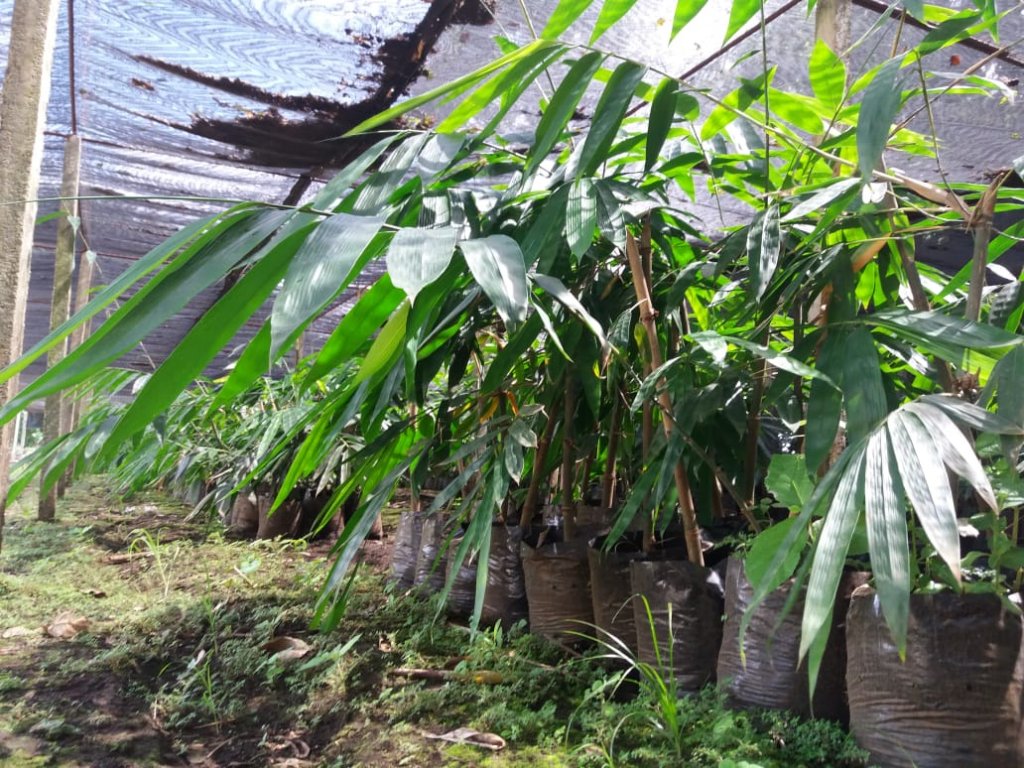 Producción de Bambú avanza satisfactoriamente en Masaya - Viva ...
