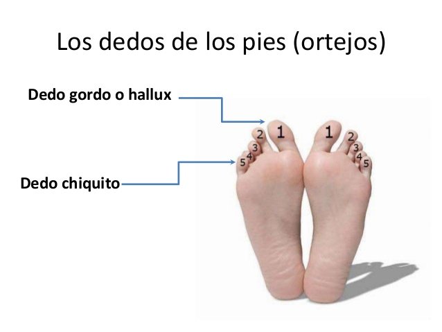 Detente, ¿Qué tanto sabes de la relación de nuestros ortejos y la ...