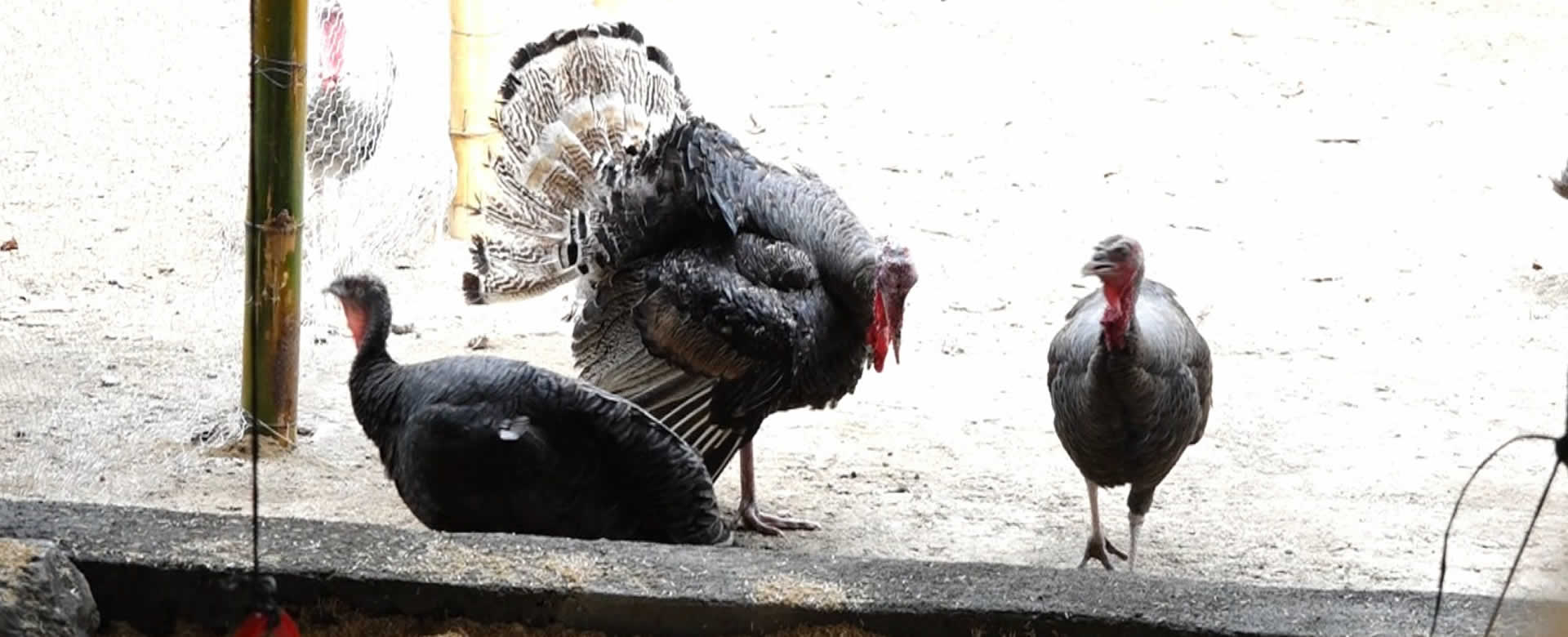 Nicaragua trabajará mejoramiento genético de chompipes - Viva Nicaragua ...