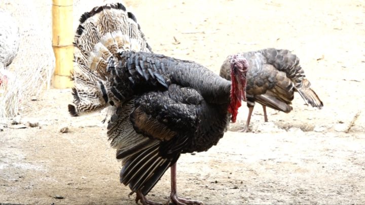 Nicaragua trabajará mejoramiento genético de chompipes