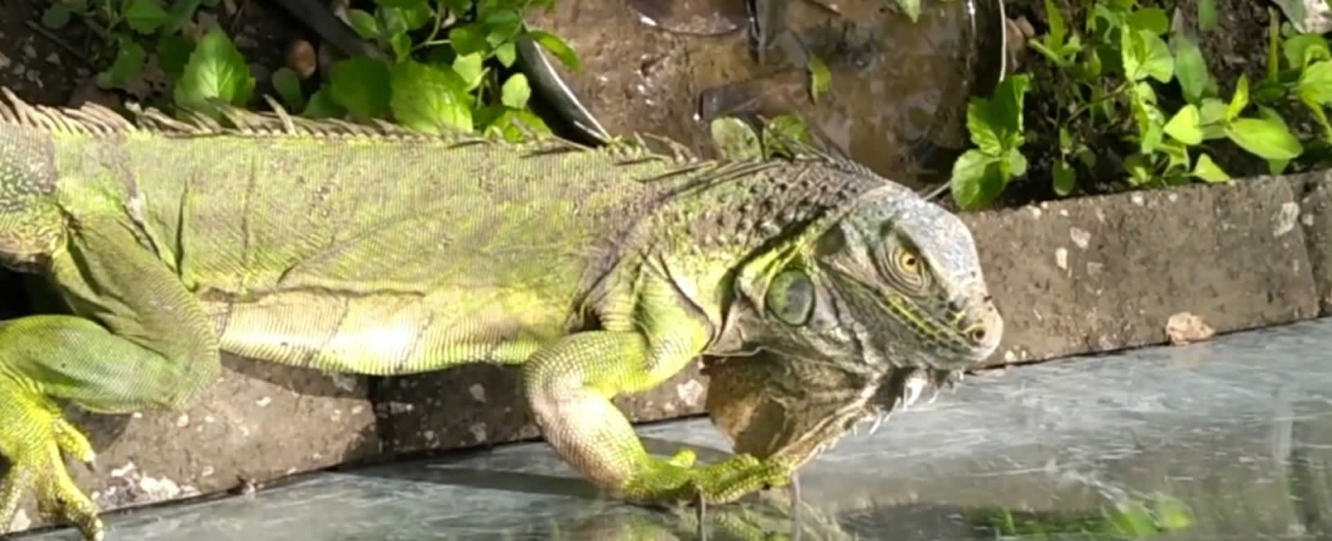 MARENA otorga licencias para la crianza de garrobos en Rivas