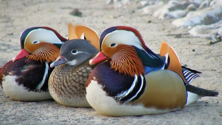 Conocé a los animales más exóticos, raros y bonitos de la naturaleza