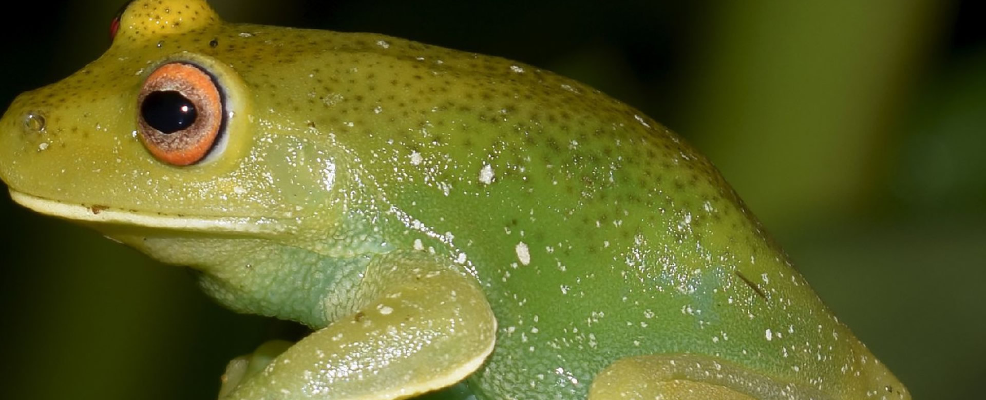 Científico consigue que la pata amputada de una rana le vuelva a crecer