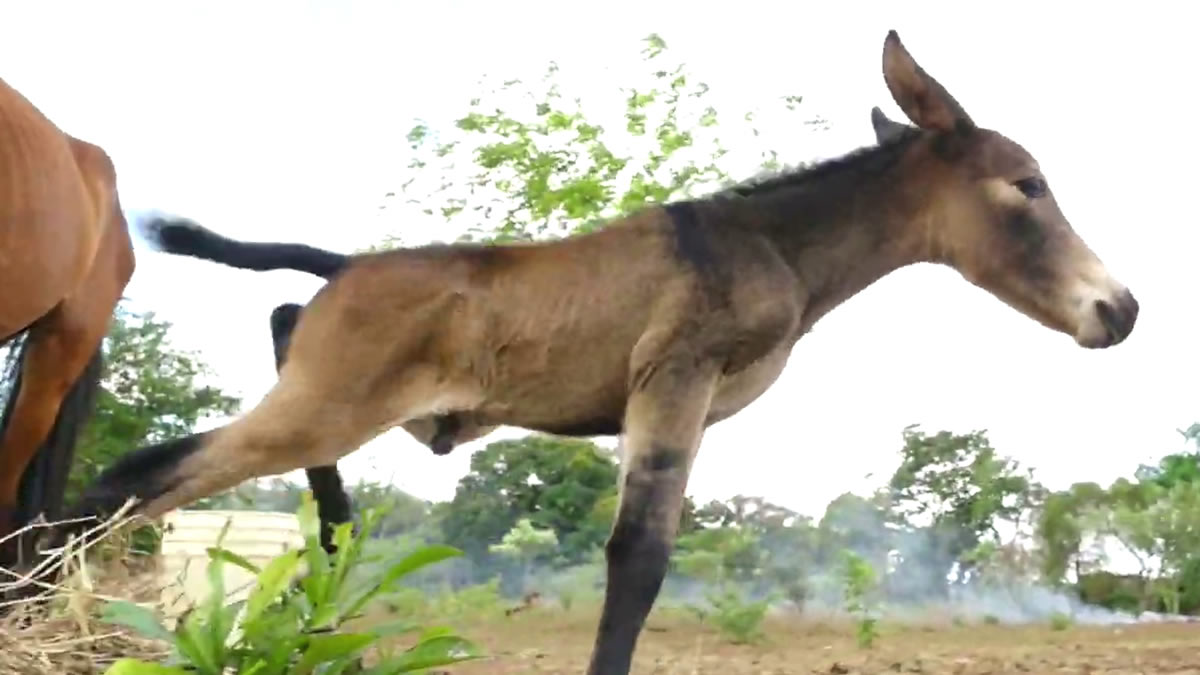 Conoce a Romeo, el Mulo que enamora por su belleza