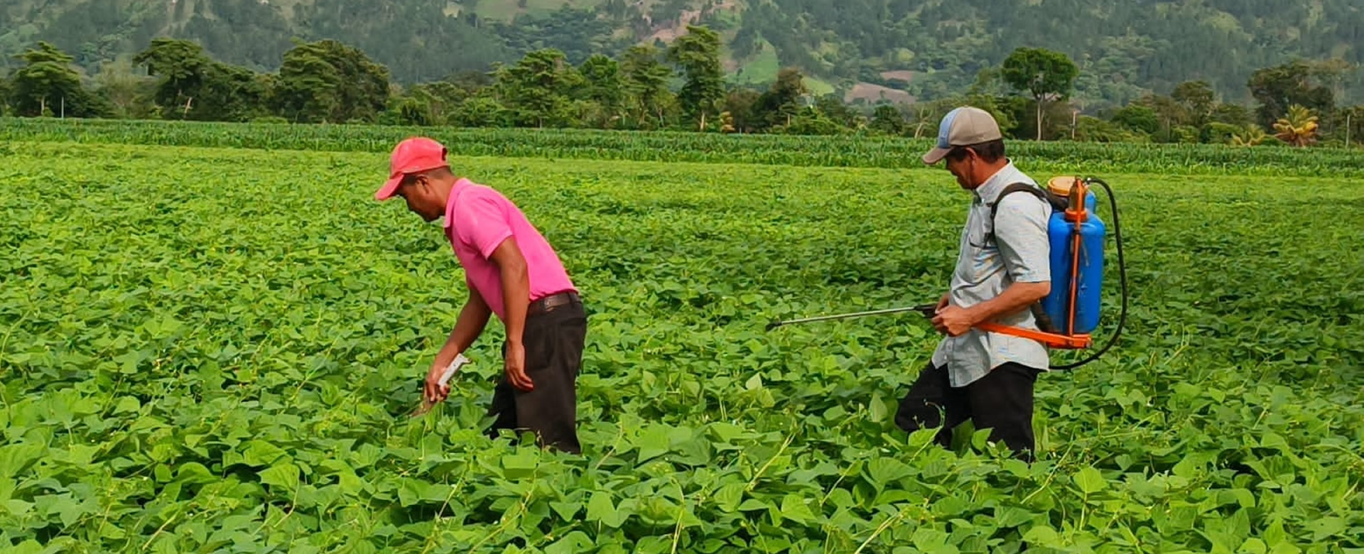 Productores de granos básicos de Jalapa prevén excelentes cosechas
