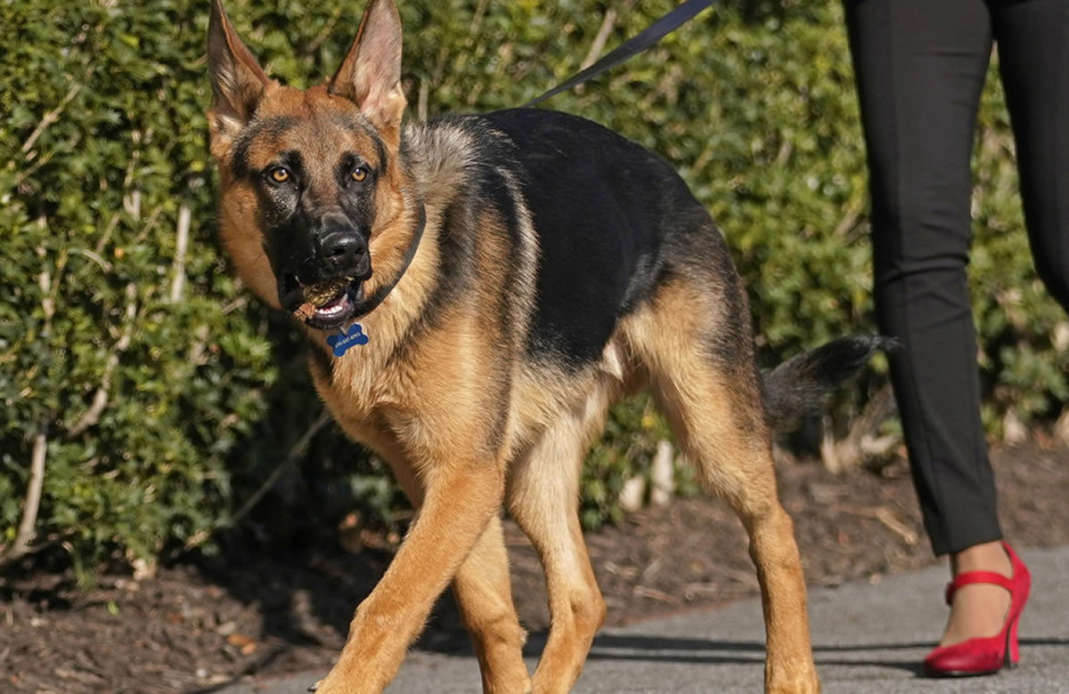 El perro de Biden agrede a 7 agentes del servicio secreto