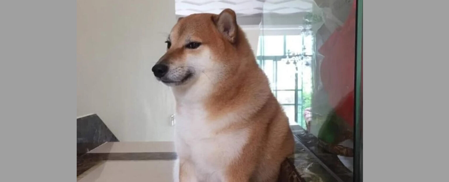 Muere "Chems" el popular perro de los memes