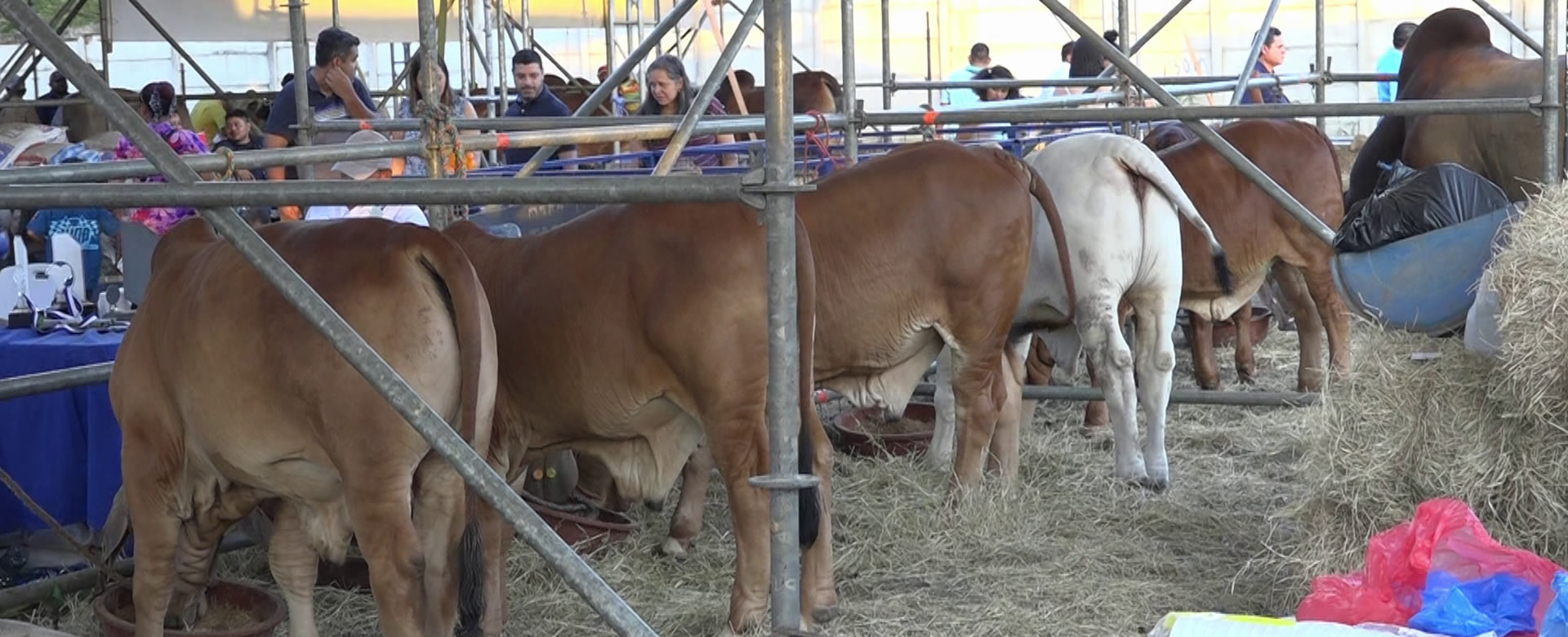Gran afluencia en la Feria Ganadera Managua 2023