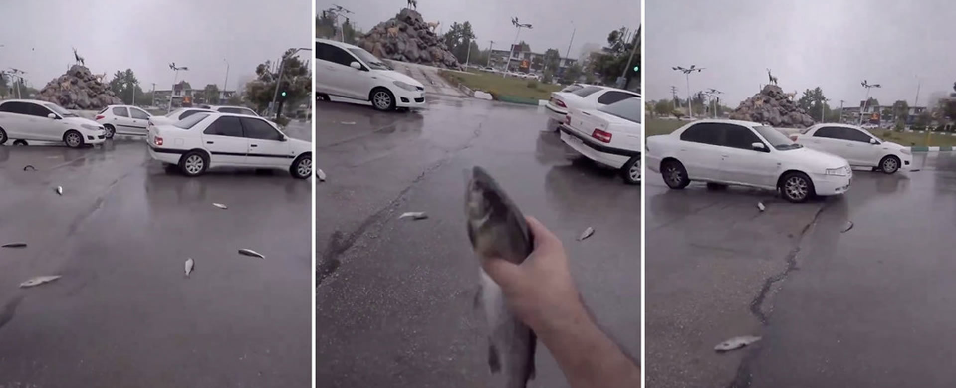 Video: Insólita "lluvia" de peces sorprende a Yasuj, una ciudad iraní